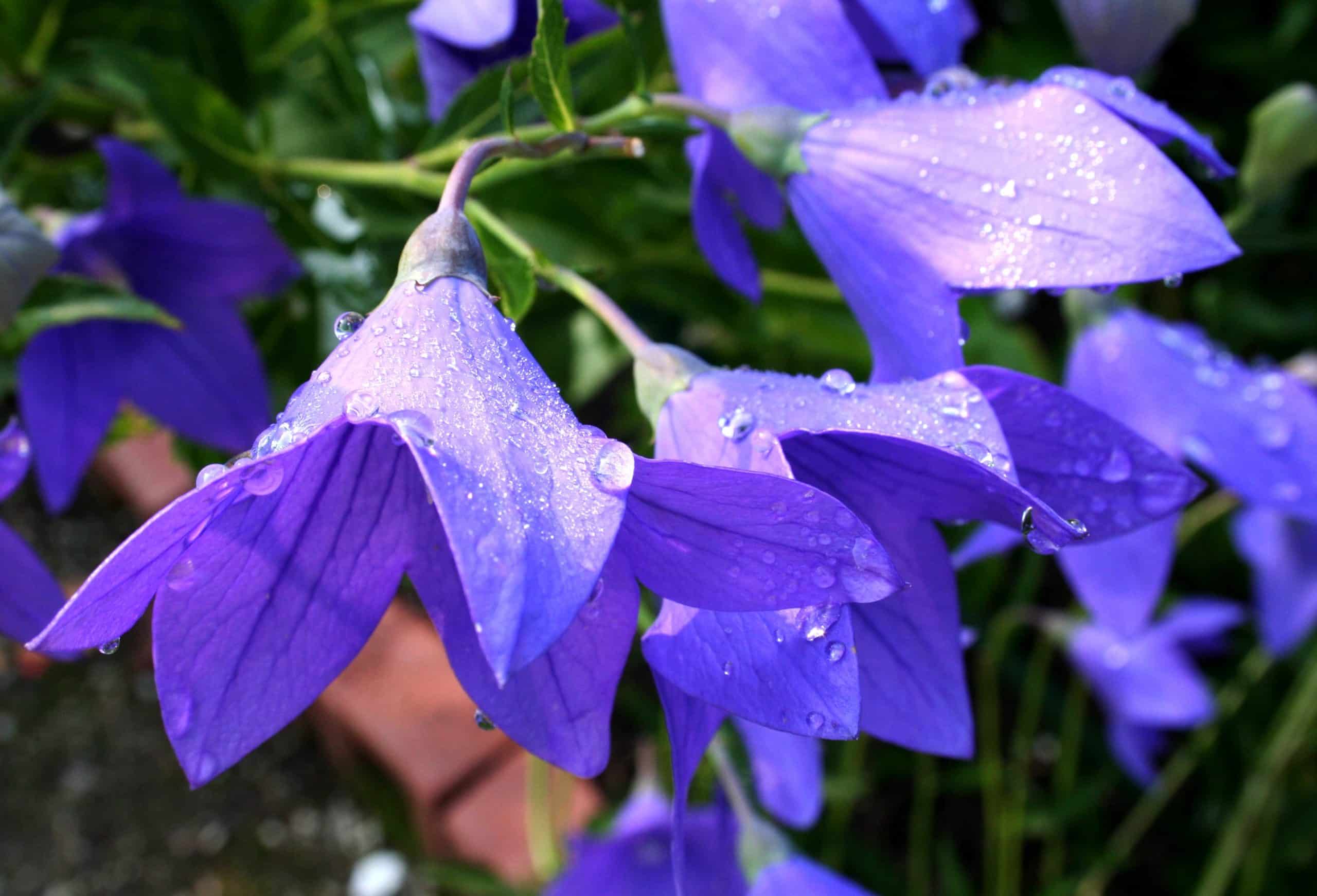 Thomas Reynolds: The Gardener’s Story - The Mount | Edith Wharton's Home