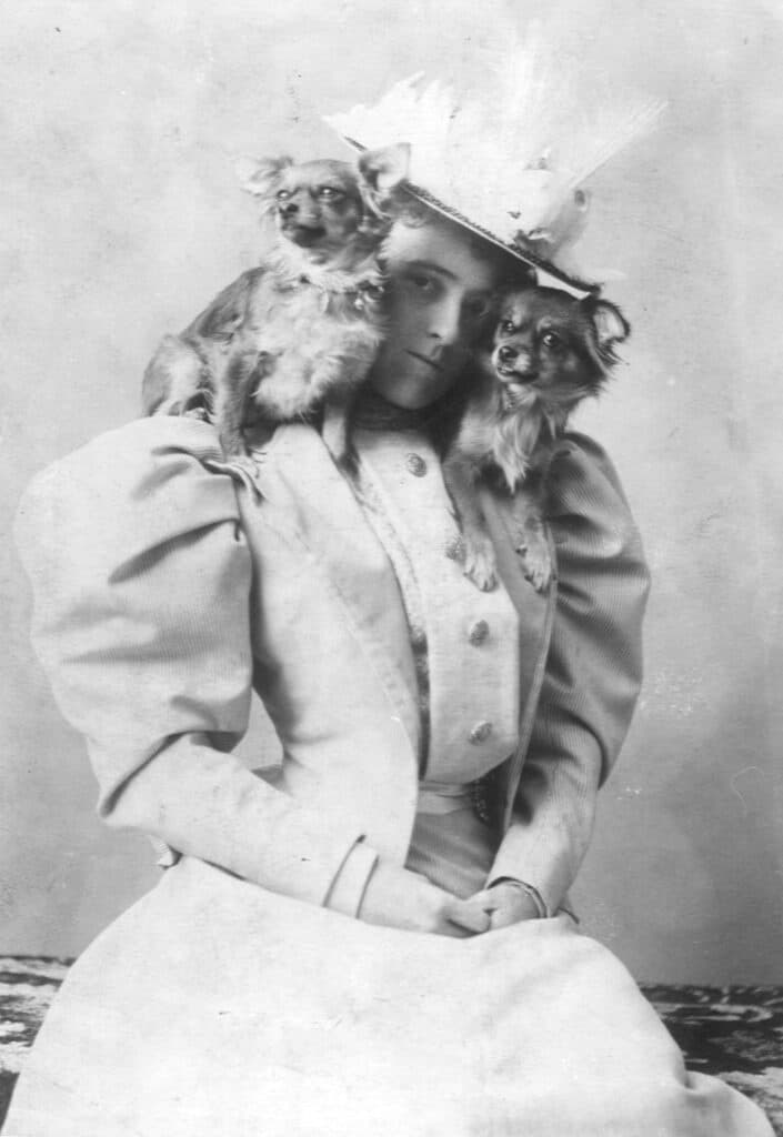 Dogs at The Mount - The Mount | Edith Wharton's Home | Lenox, MA